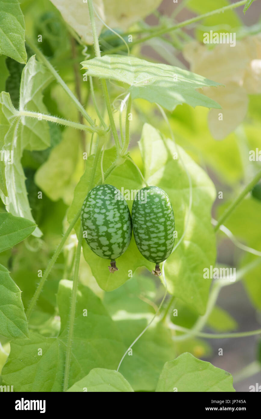 Melothria scabra. Cucamelon / Mouse Melon fruit Stock Photo - Alamy
