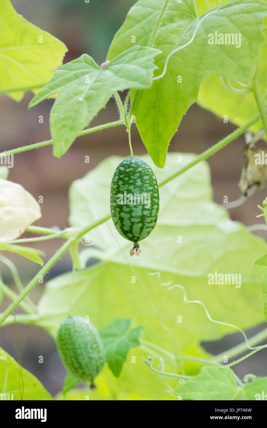 Melothria scabra. Cucamelon / Mouse Melon fruit Stock Photo - Alamy
