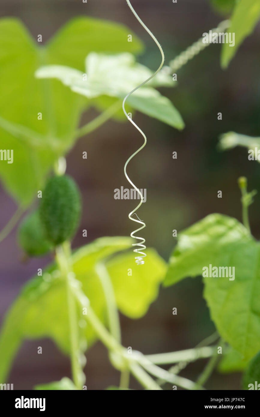 Melothria scabra. Cucamelon / Mouse Melon tendril and fruit Stock Photo ...