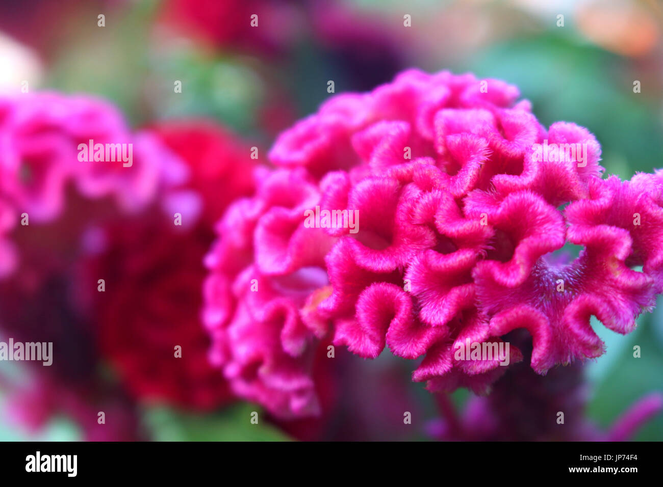 Cockcomb High Resolution Stock Photography and Images - Alamy