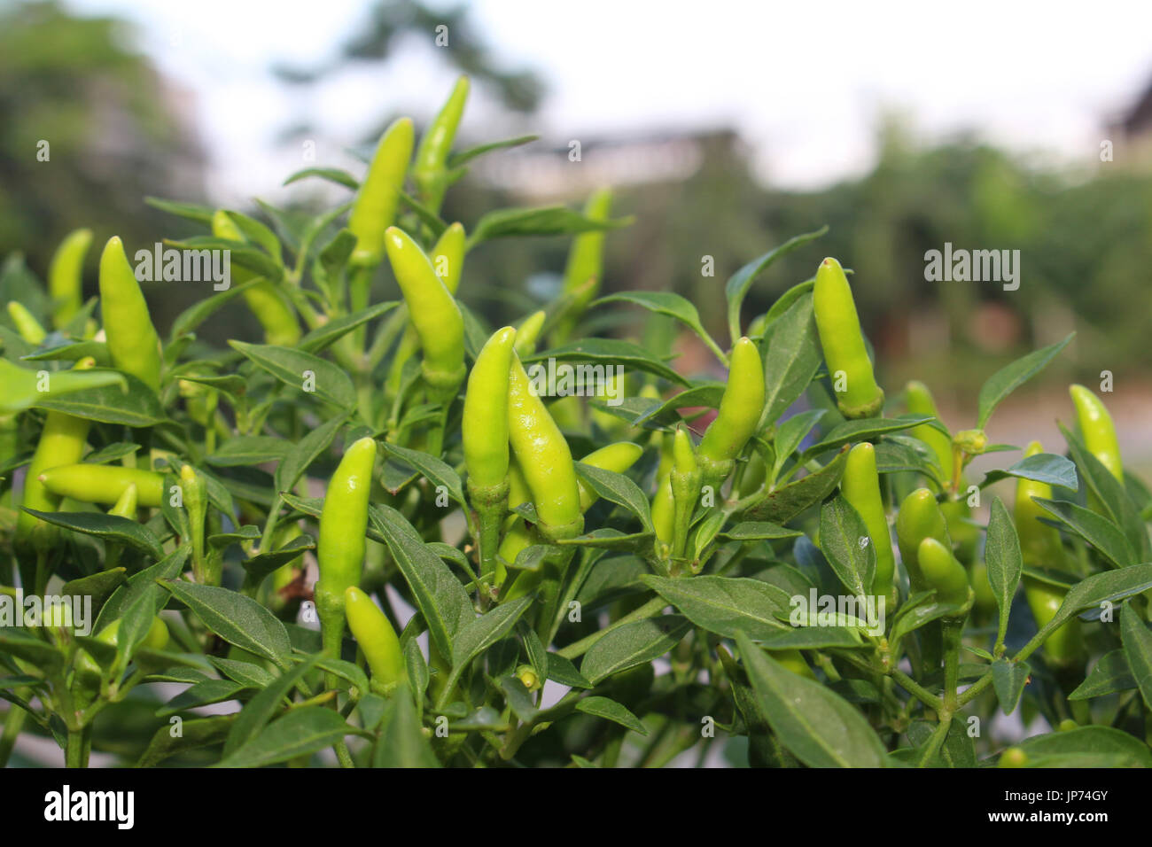 Chili trees hi-res stock photography and images - Alamy