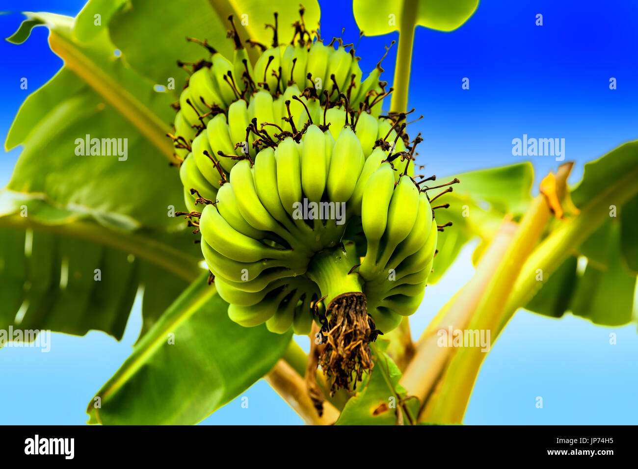 Sweet tropical fruits banana outdoor at daylight Stock Photo - Alamy