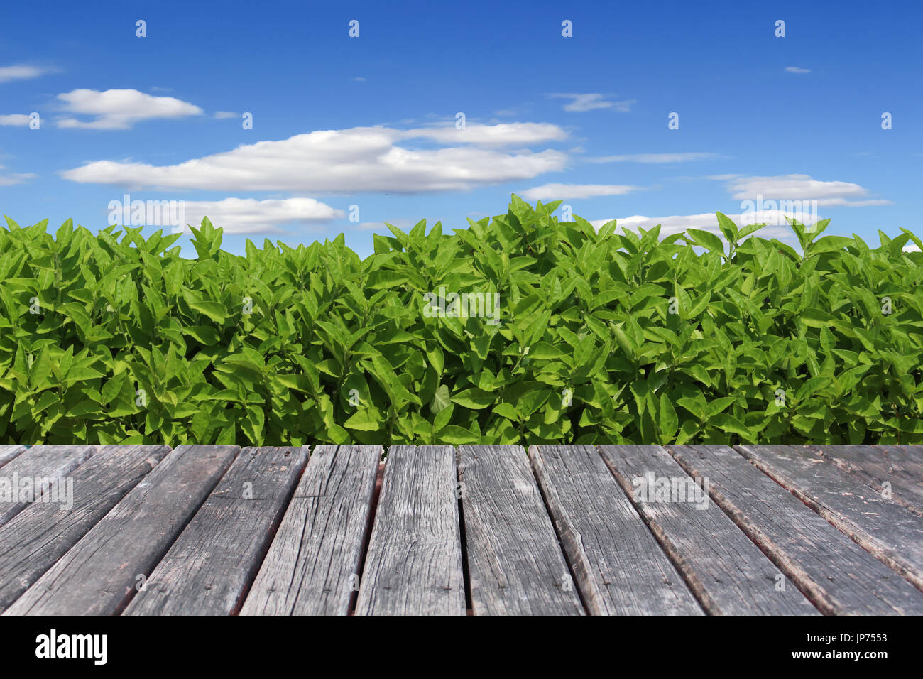 Wood table on grass background Stock Photo - Alamy