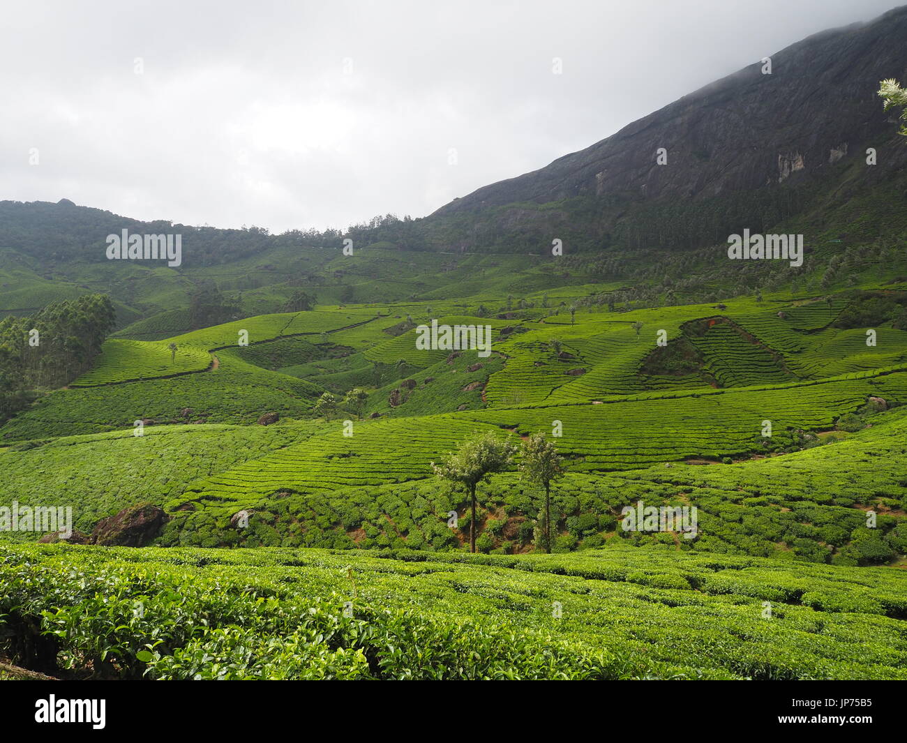 Worlds highest tea estate Stock Photo - Alamy
