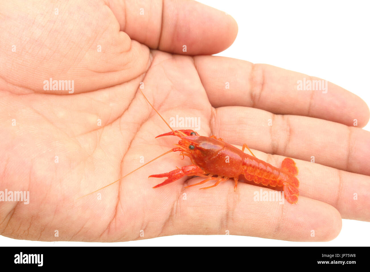 Red Crayfish in hand on isolated Stock Photo - Alamy