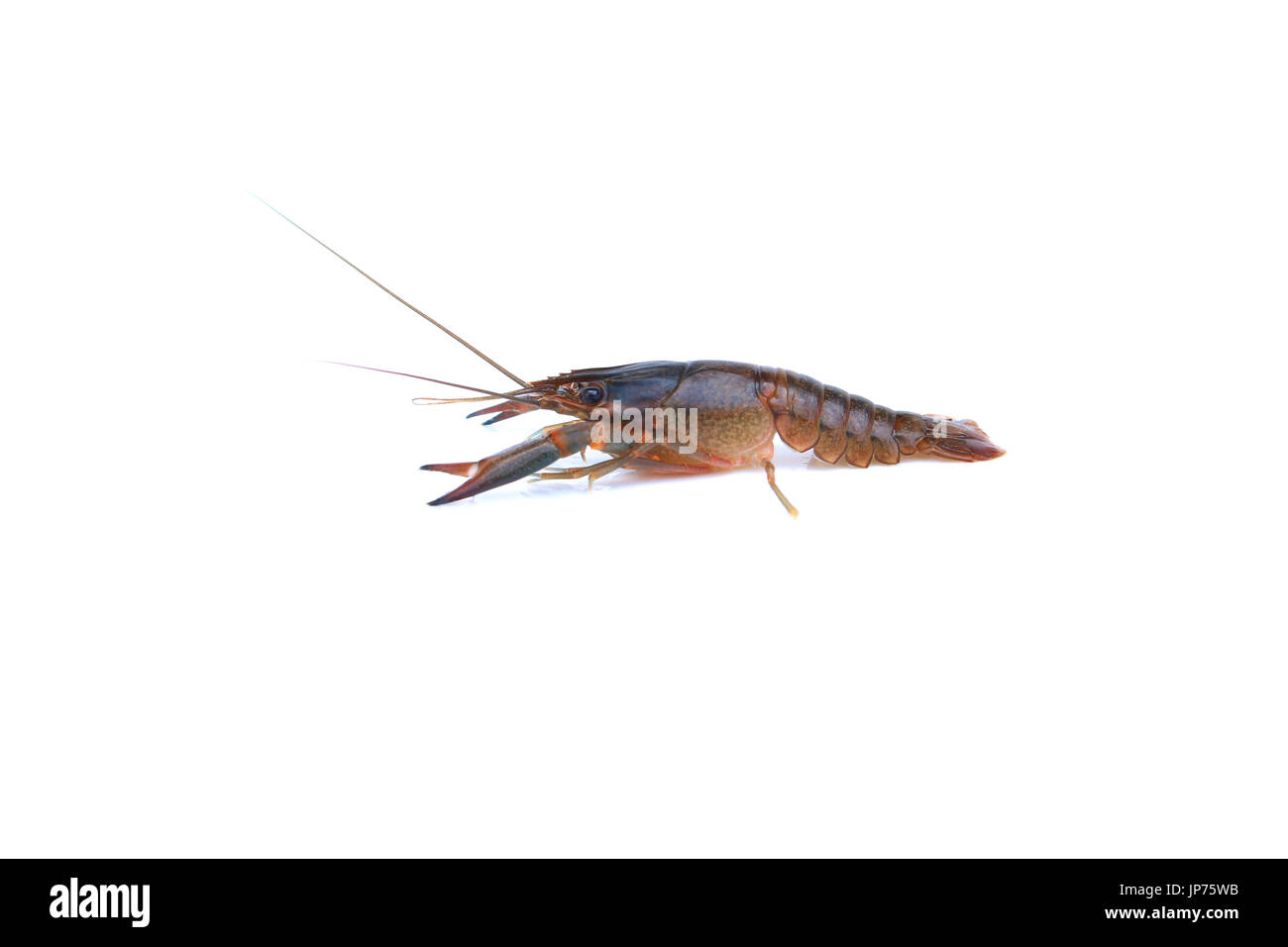 Red claw hi-res stock photography and images - Alamy