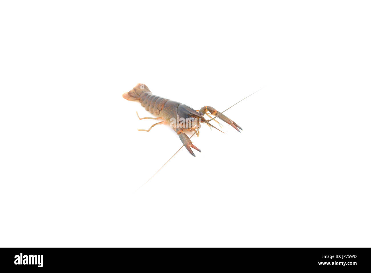 Red claw hi-res stock photography and images - Alamy