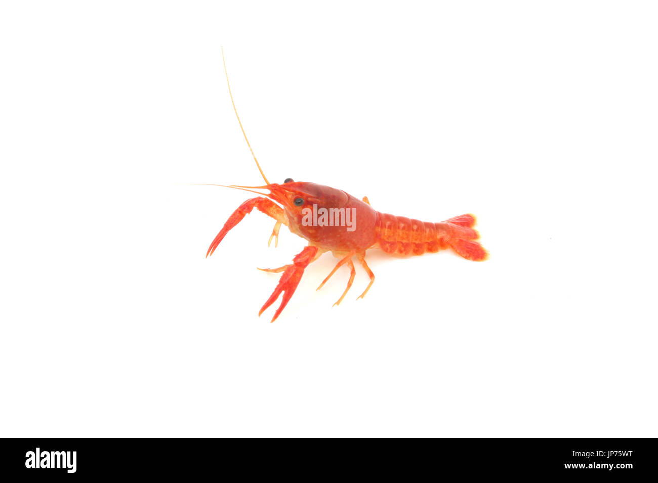 red Crayfish on isolated Stock Photo - Alamy