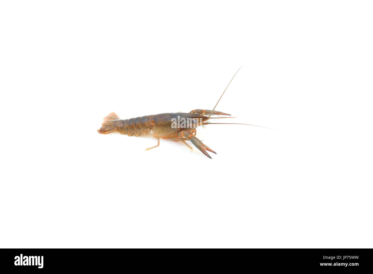Red claw Crayfish on isolated Stock Photo - Alamy