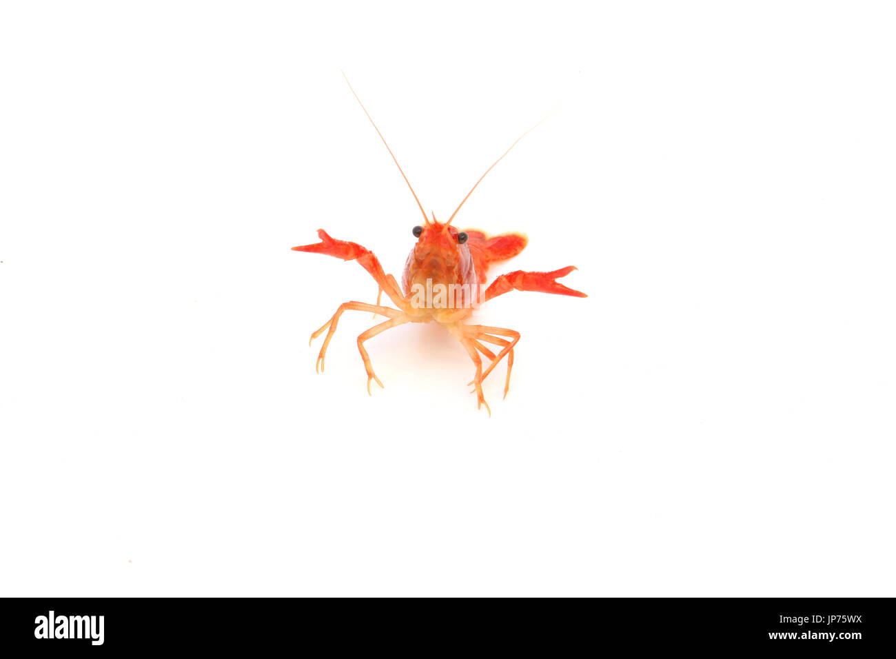 red Crayfish on isolated Stock Photo - Alamy