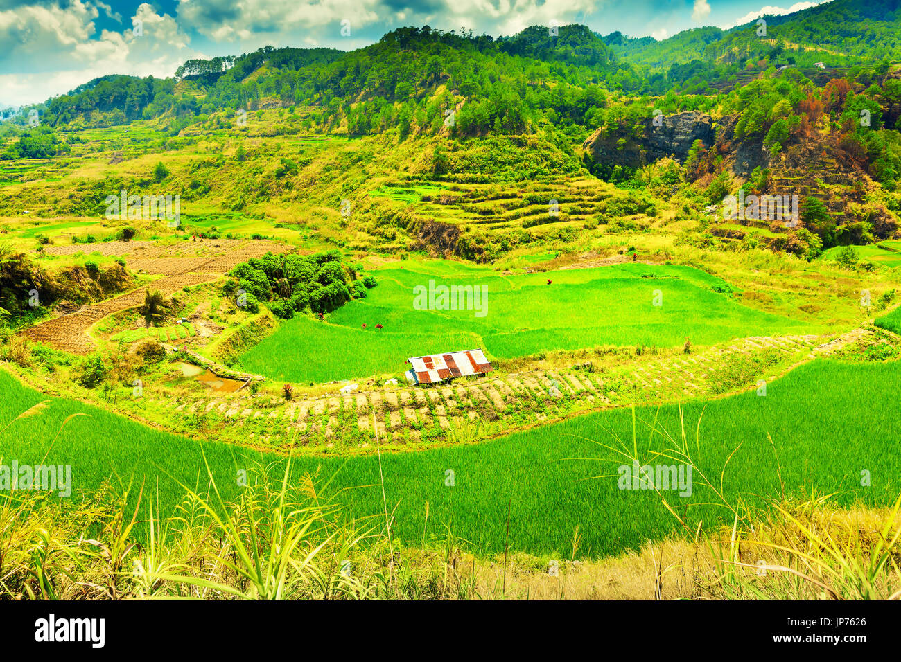 Amazing landscape Rice Terraces on background tropical nature and ...