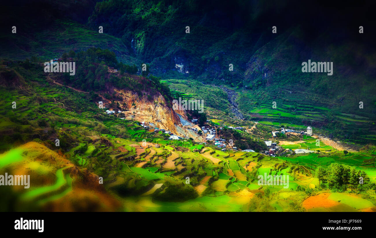 Vietnam Rice Paddy Field. Grow, harvest Stock Photo - Alamy