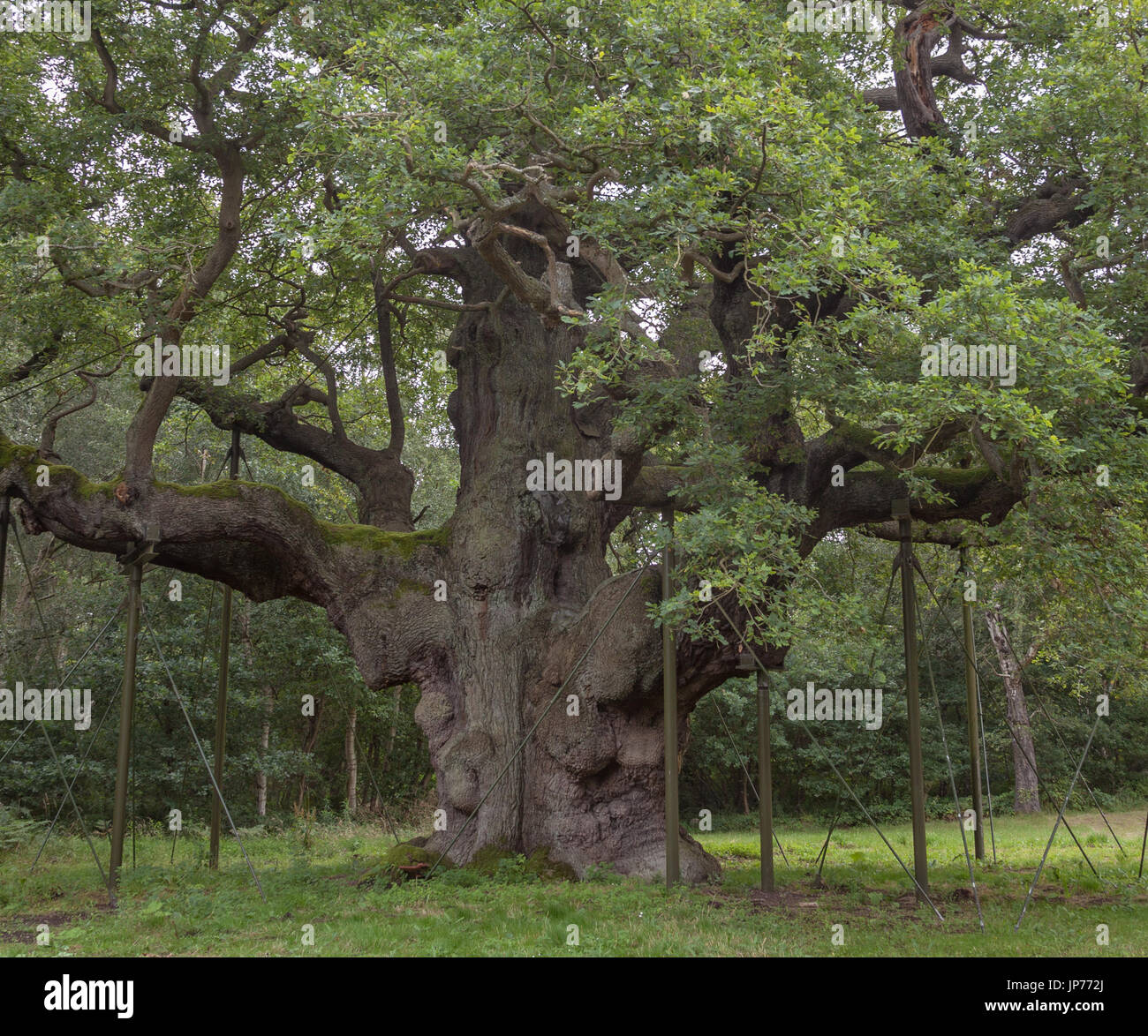 1000 year old oak tree hi-res stock photography and images - Alamy