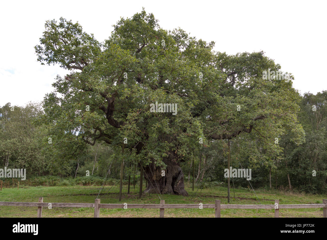 The Major Oak Stock Photo - Alamy
