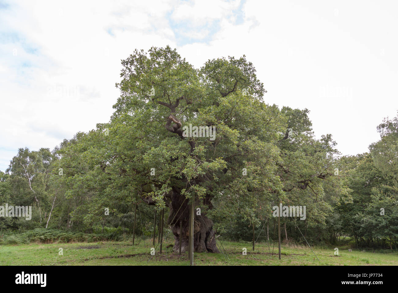 The Major Oak Stock Photo - Alamy