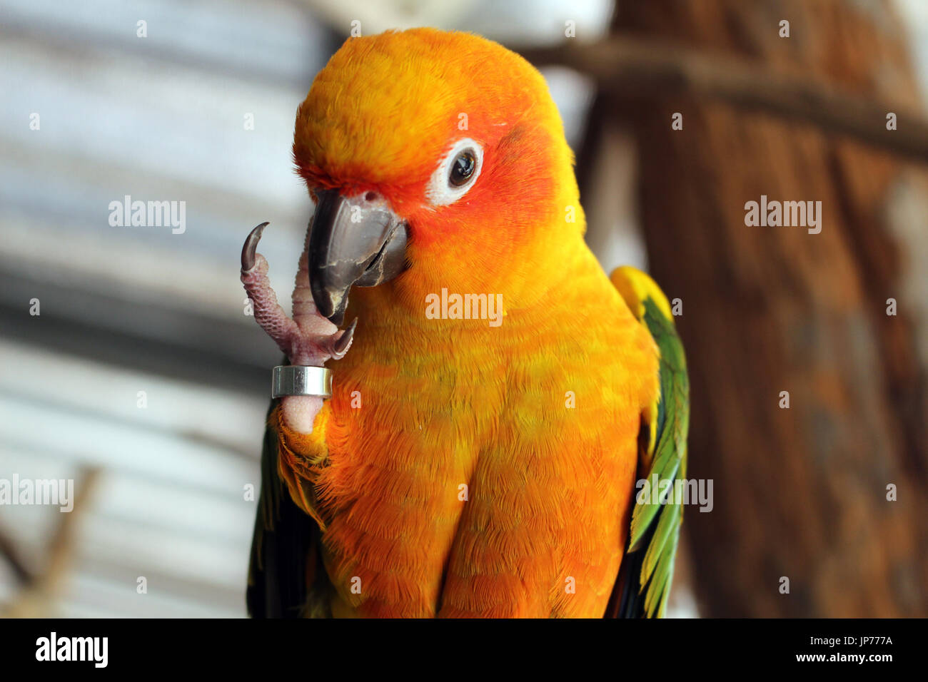 ring on leg parrot Stock Photo - Alamy