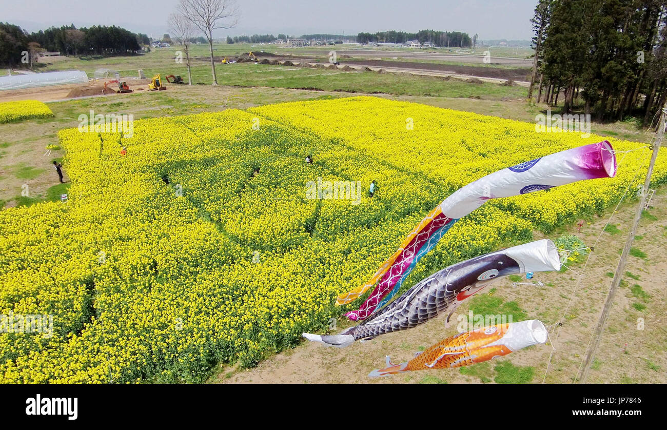 This is an aerial view of a giant maze being created in a field of ...