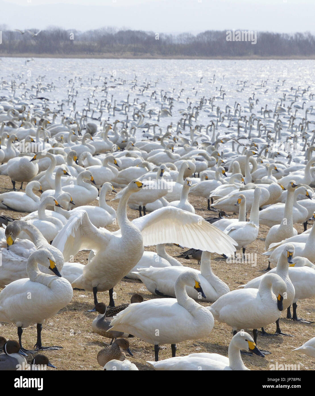 Swans rest in Onuma, a marshland, in Wakkanai in Japan's northernmost ...