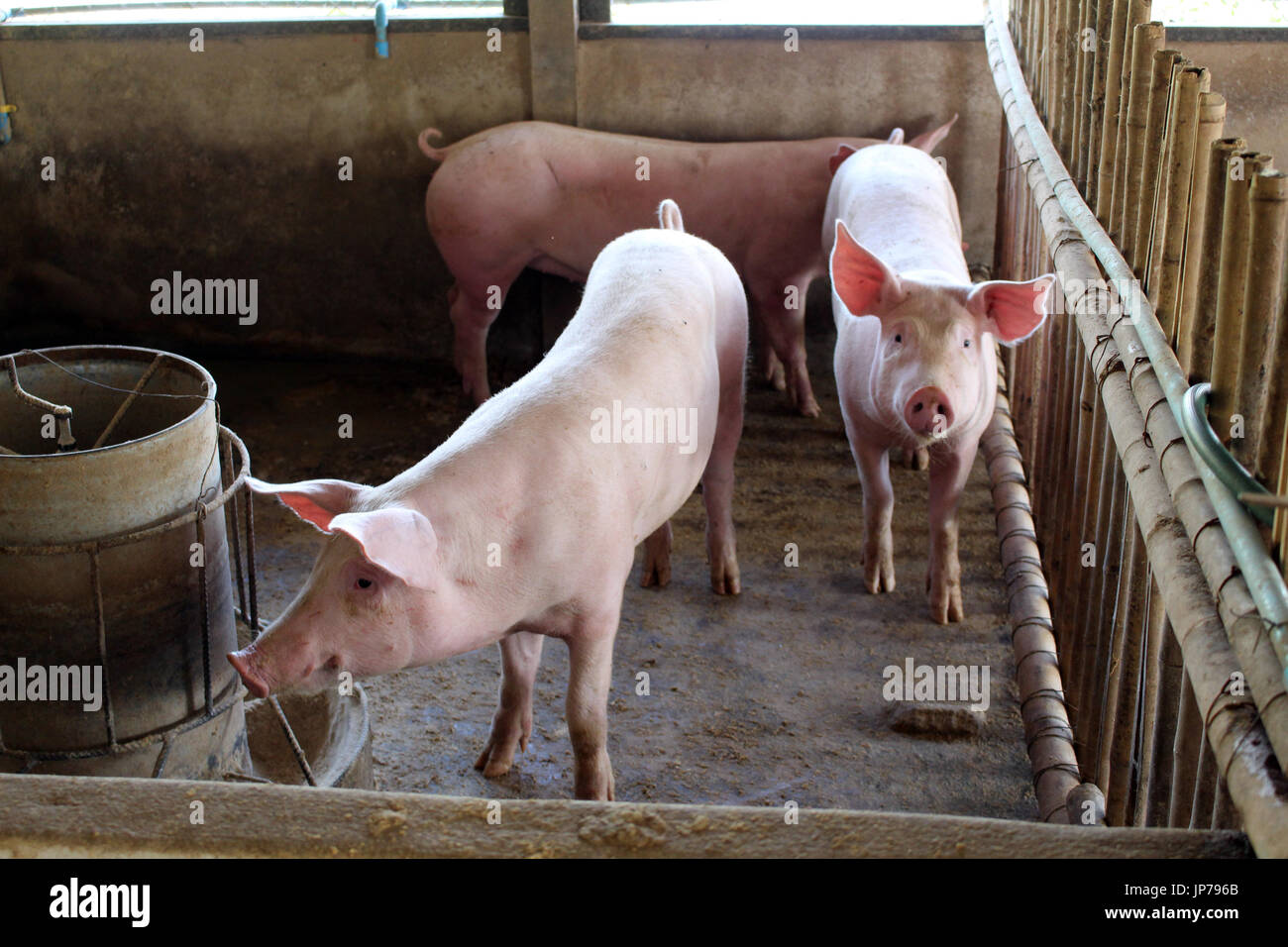 pig in farm Stock Photo - Alamy