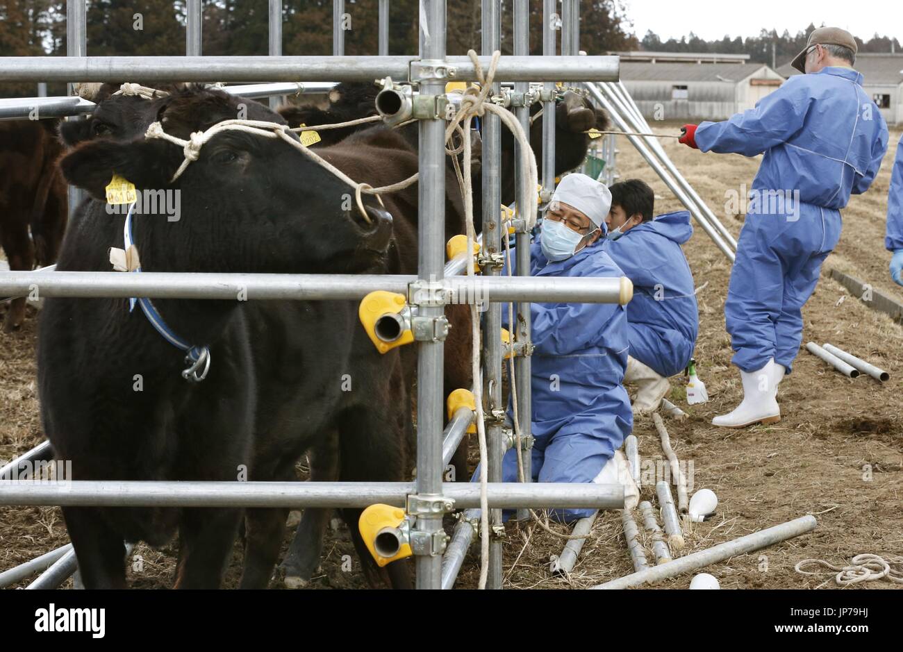 Researchers collect blood samples of cows kept at a cattle ranch in the ...
