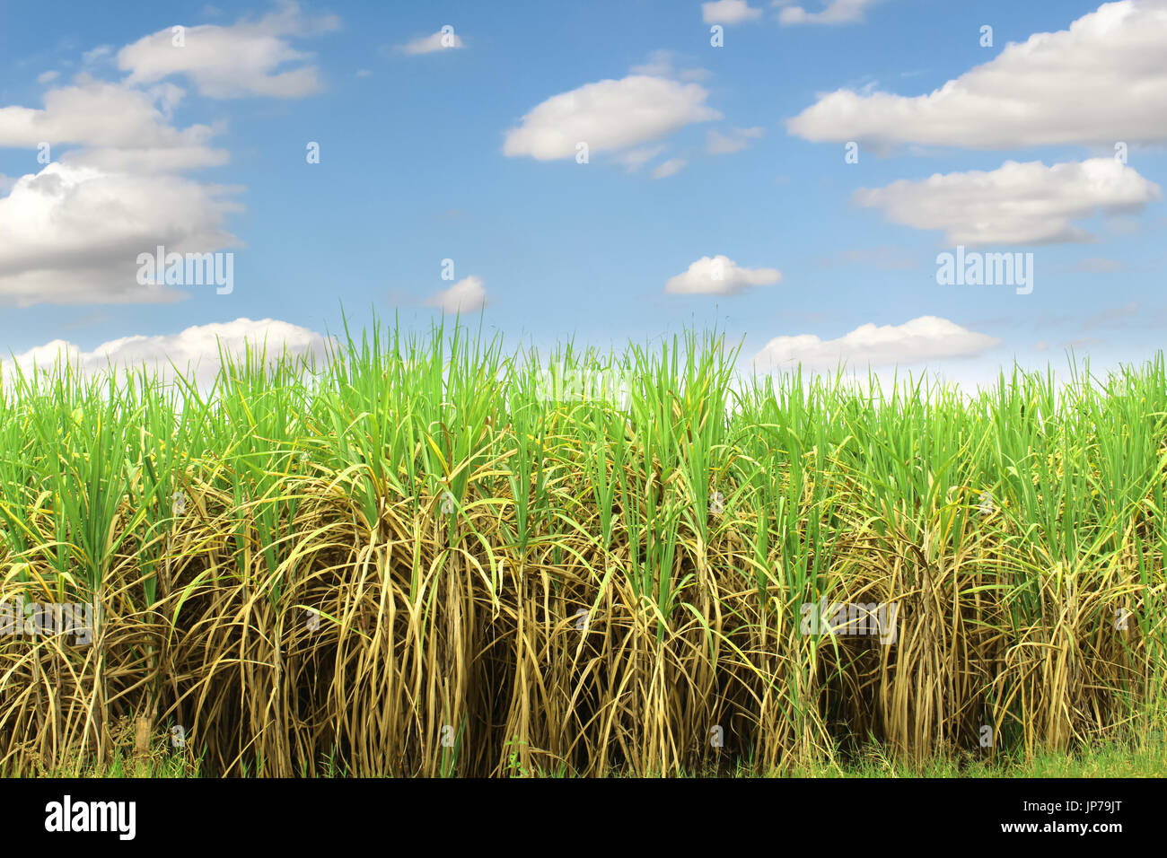 Prepare Sugarcane Field Stock Photo Alamy, 43% OFF