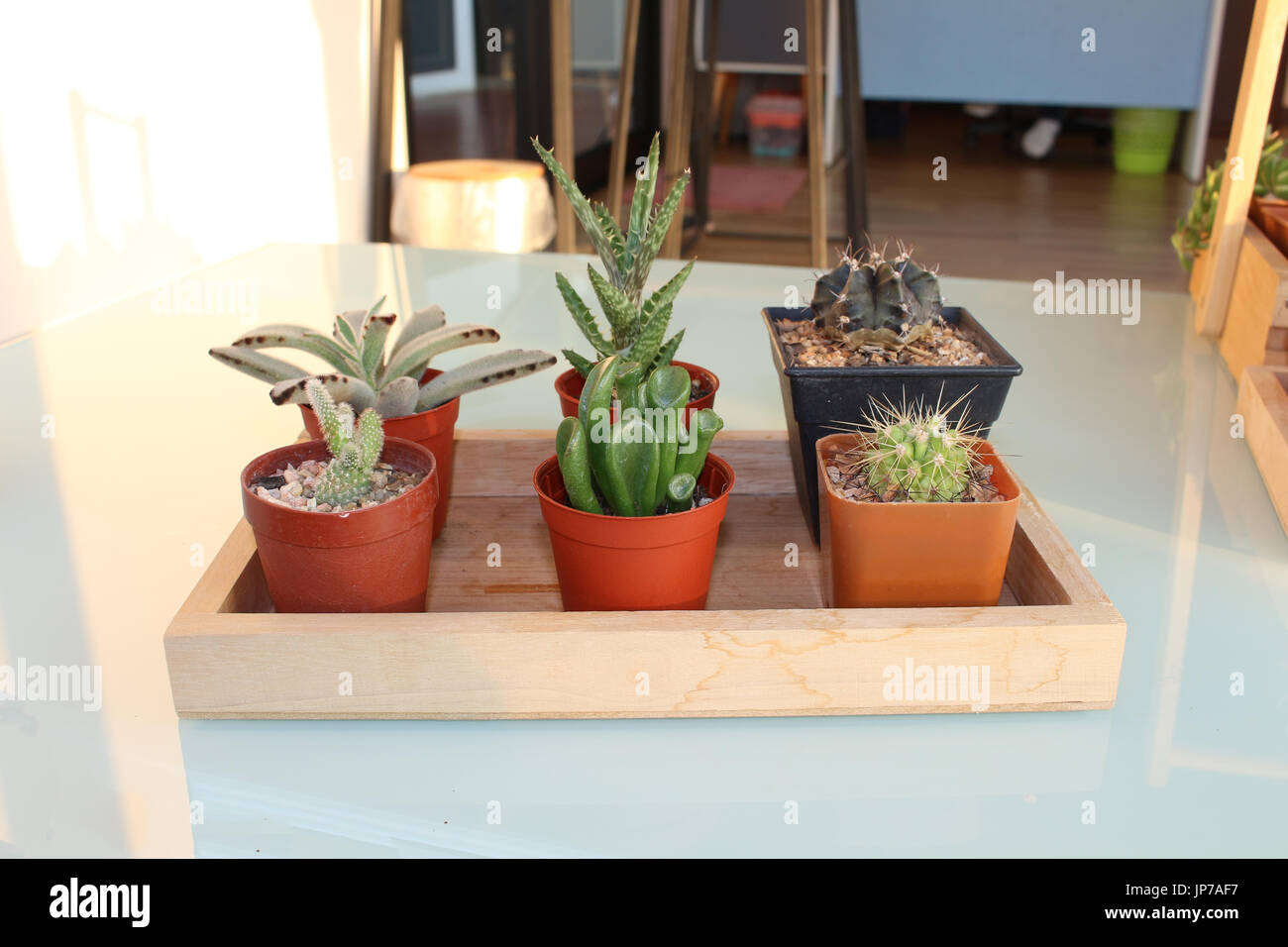 Cactus in wood box Stock Photo - Alamy