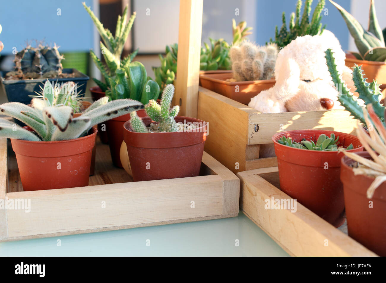 Cactus in wood box Stock Photo - Alamy