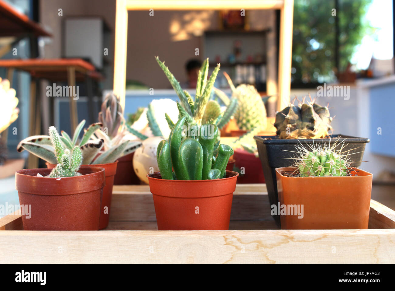Cactus in wood box Stock Photo - Alamy