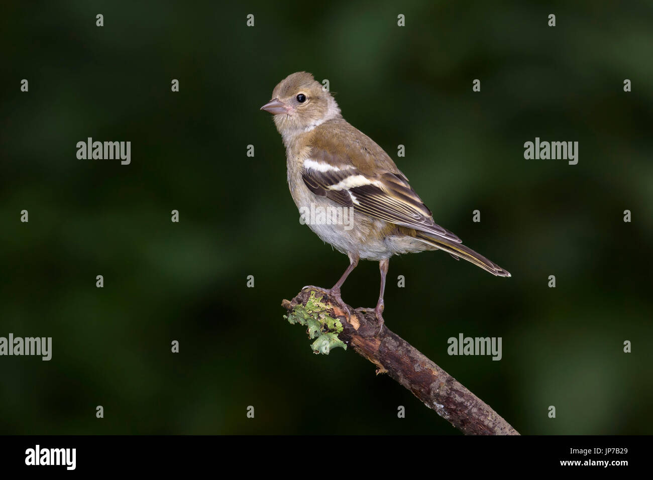 Female chaffinch uk hi-res stock photography and images - Alamy