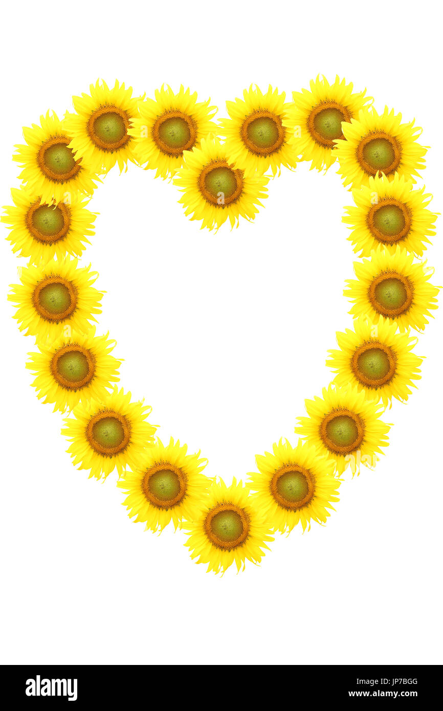 Beautiful sunflower frame isolated hi-res stock photography and images ...