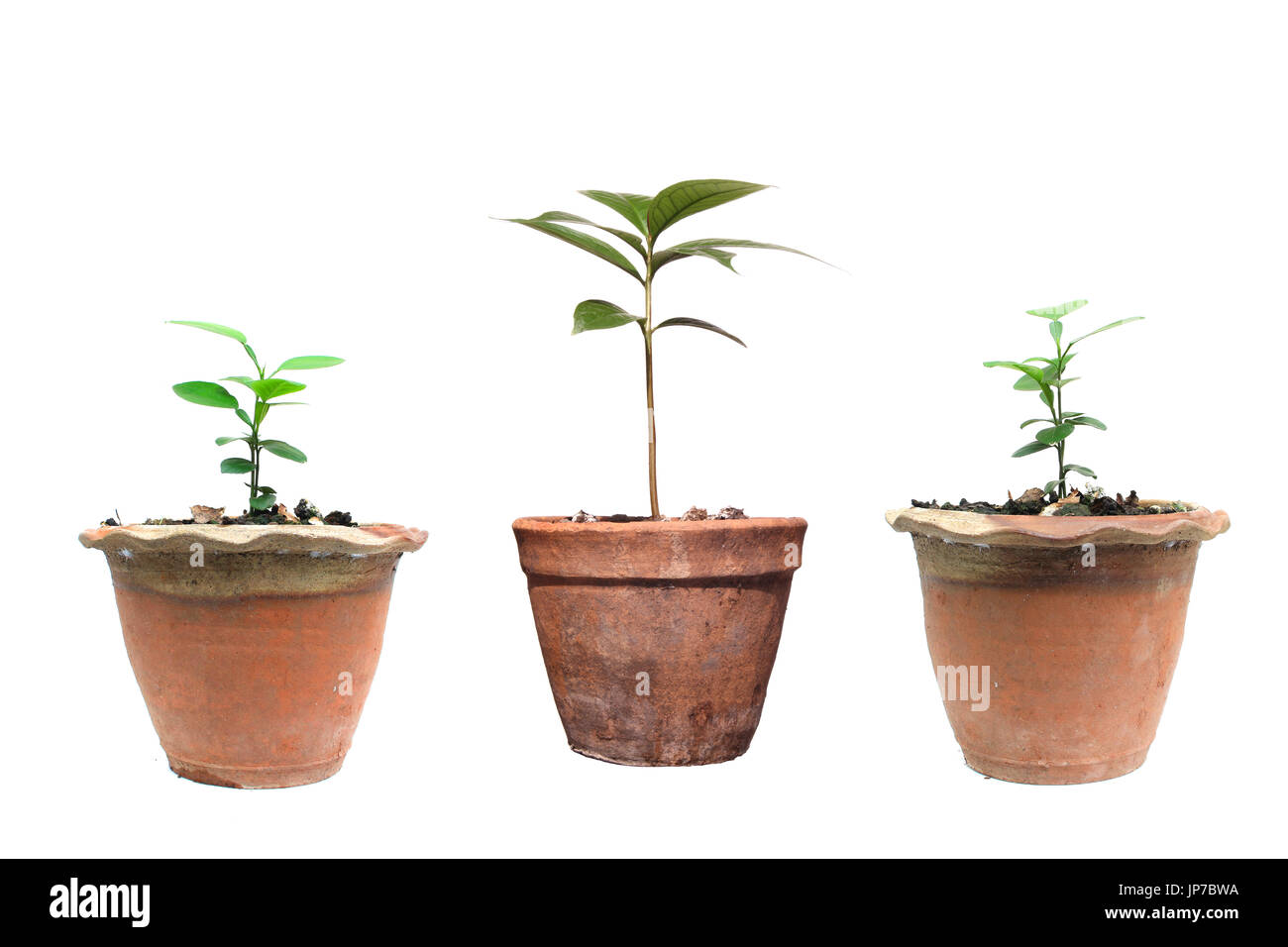Trees in pot plants Cut Out Stock Images & Pictures - Alamy