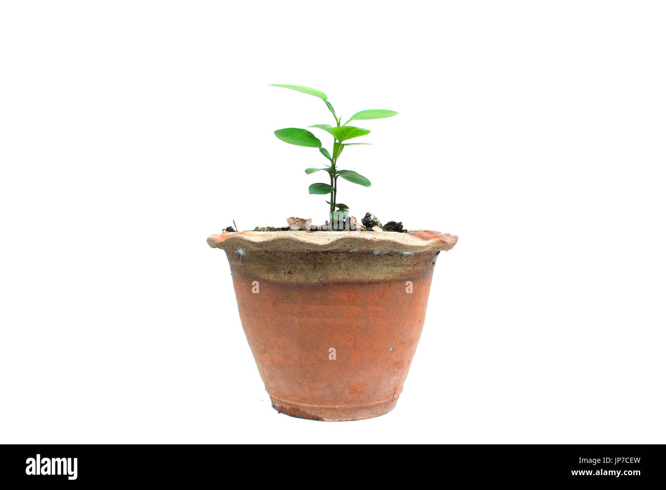 Sprouts orange in pot Stock Photo - Alamy