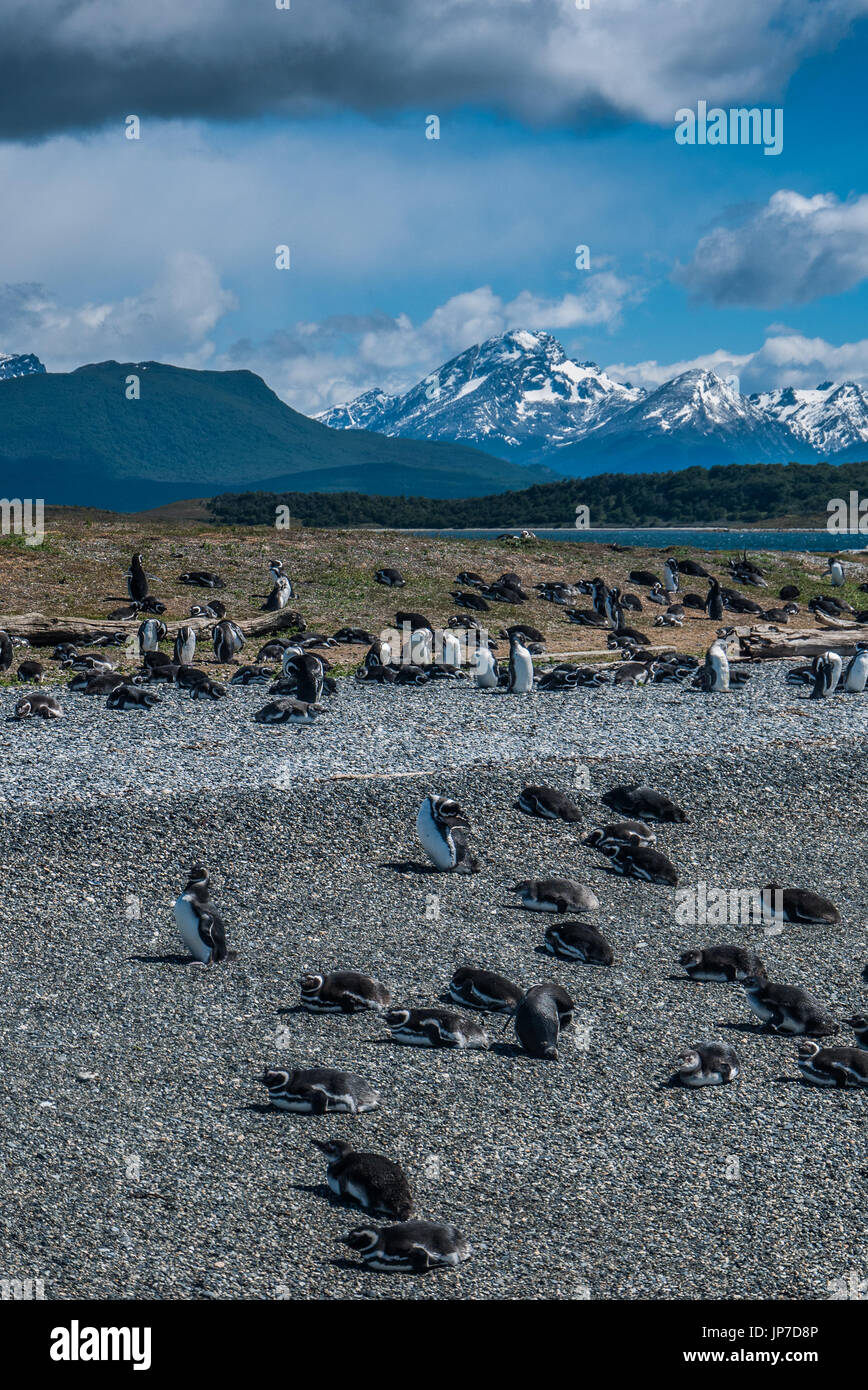 Penguins in Martillo island in Ushuaia, Argentina Stock Photo - Alamy