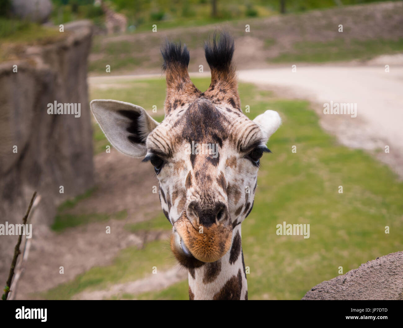 Close-up view of a giraffe's head with his ossicones clearly visible ...