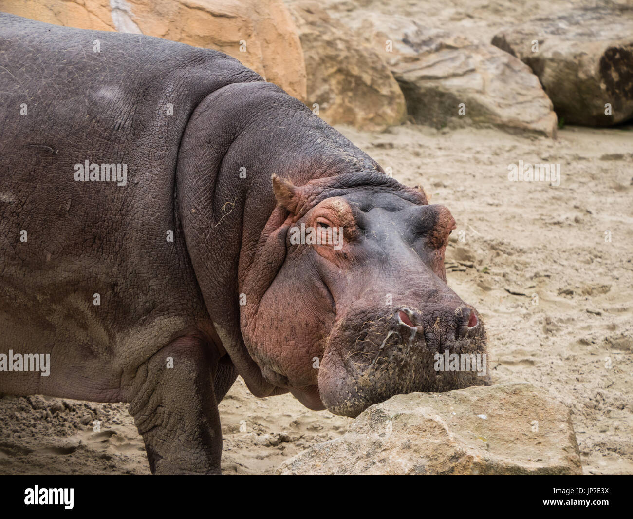 Grumpy looking hippotamus rest his chin on rocjk on sandy shore Stock ...