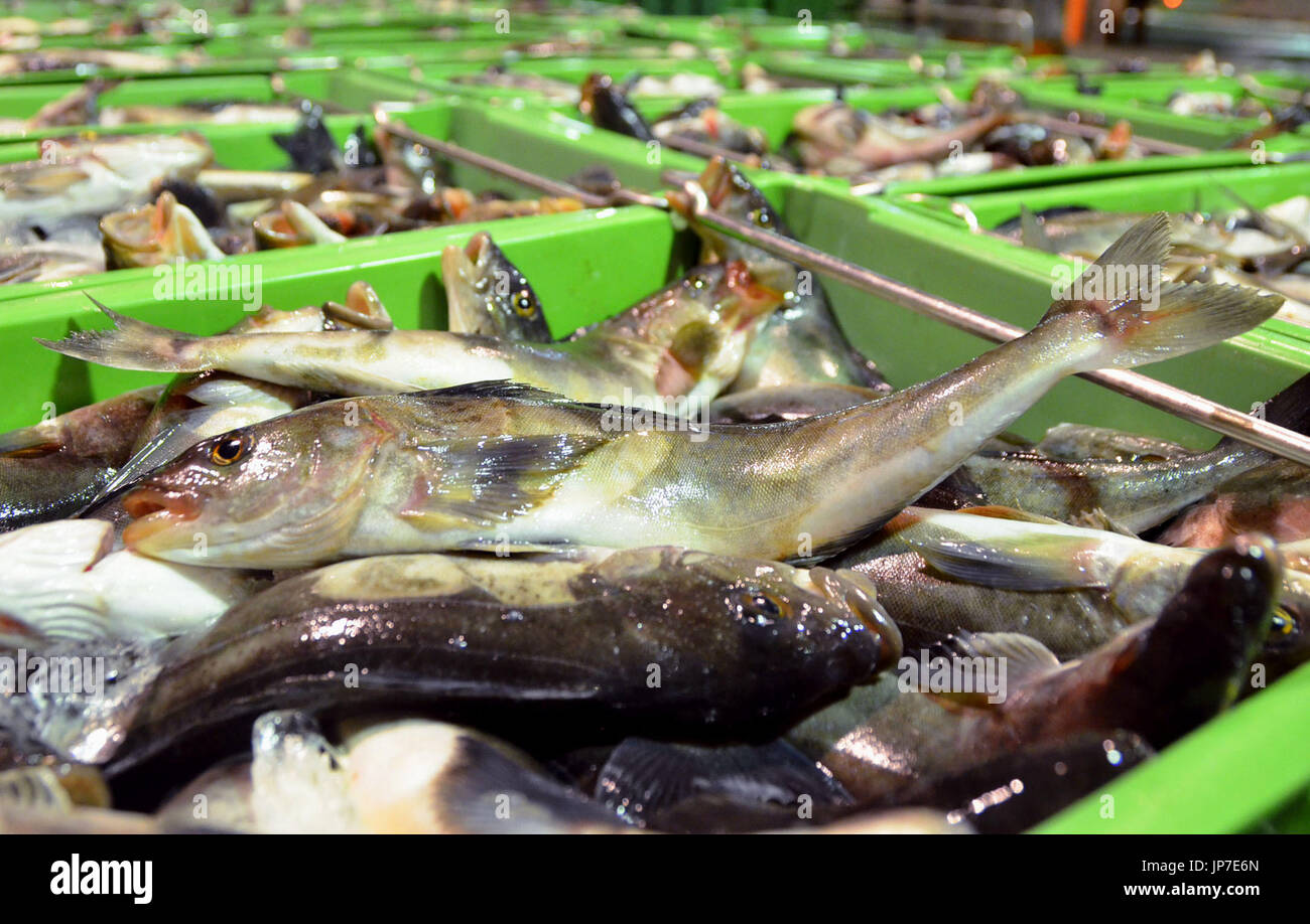 File photo taken in February 2015 shows a catch of Okhotsk atka ...