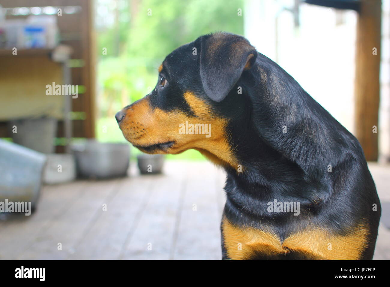Dogs closeup hi-res stock photography and images - Alamy