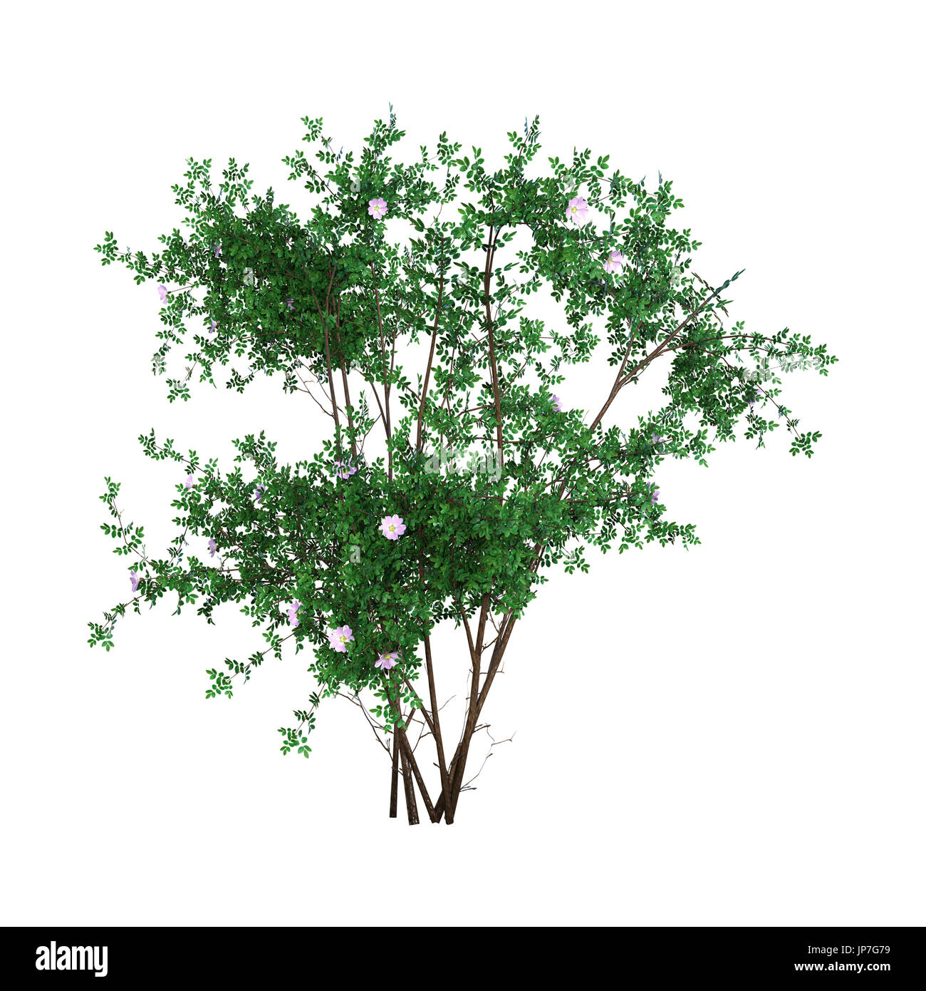 3D rendering of a bush rosa majalis or cinnamon rose isolated on white ...