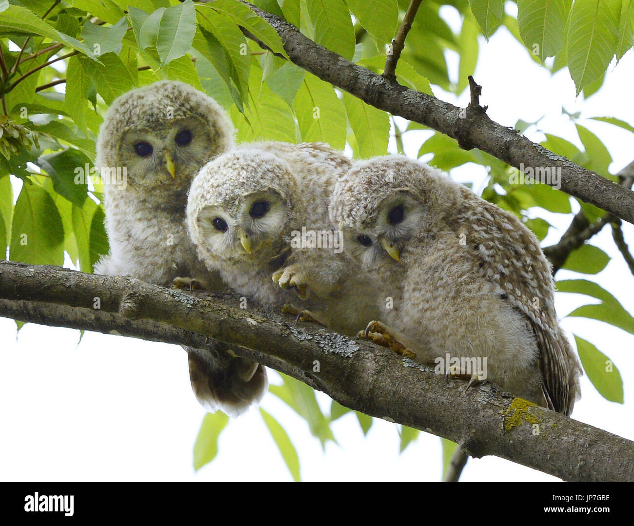 Three young owls perch on a tree branch in a forest in Japan's ...