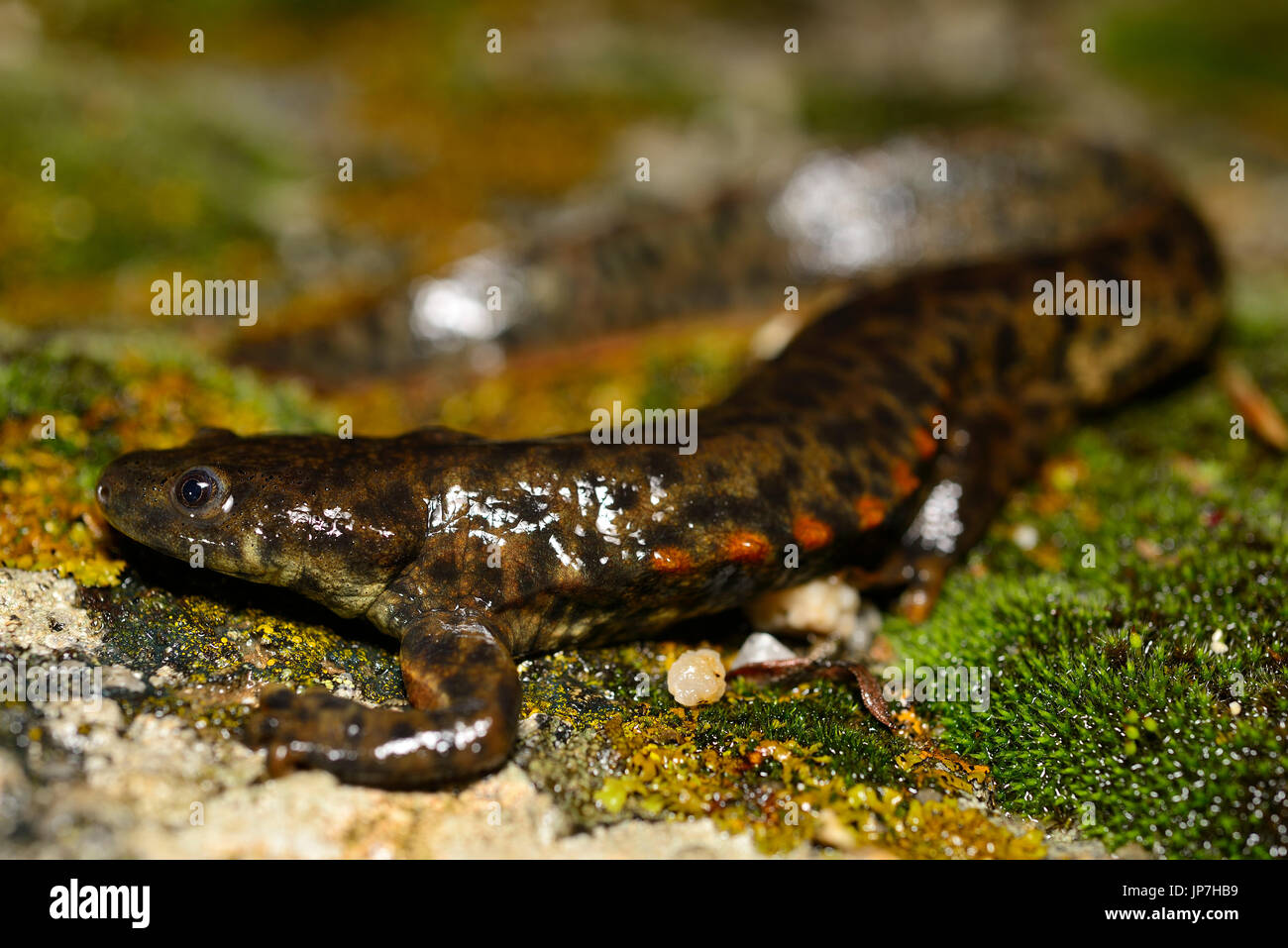Spanish ribbed newt (Pleurodeles waltl) Valdemanco, Madrid, España ...