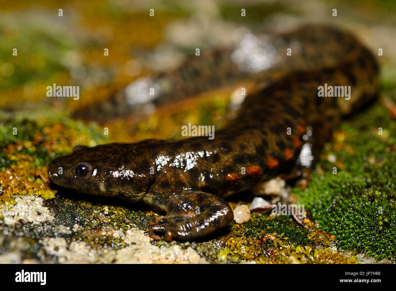 Spanish ribbed newt (Pleurodeles waltl) Valdemanco, Madrid, España ...