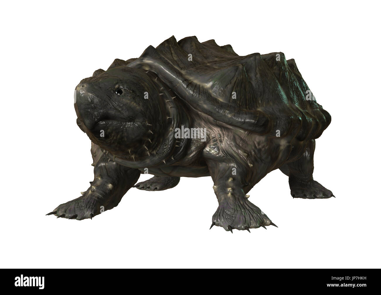 Snapping Turtle White Background