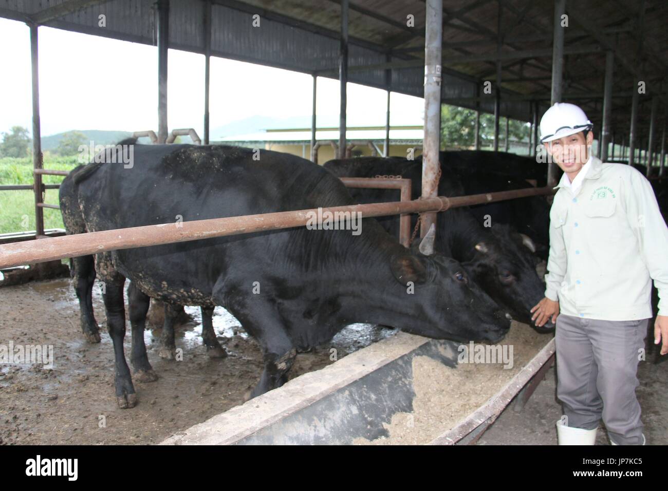 Photo shows Kobe-style "wagyu" beef cows in a cowshed in the Tan Lac ...