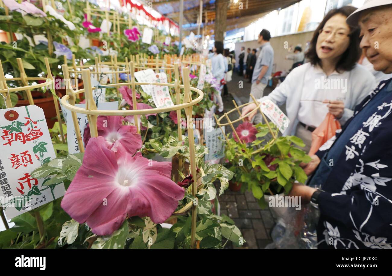 The annual three-day Iriya Asagao Matsuri, or morning glory festival ...