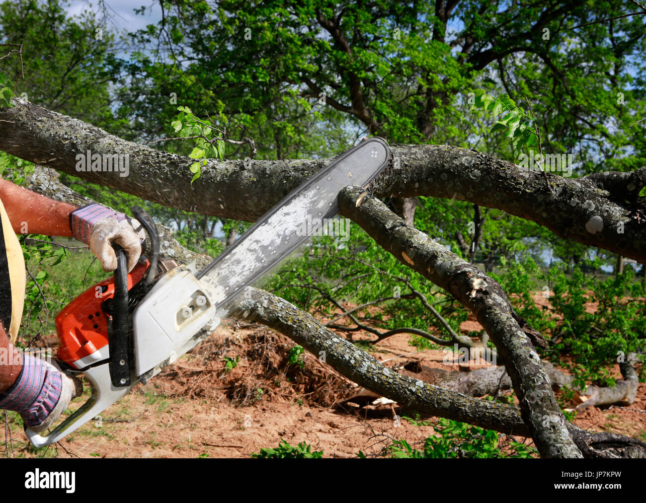 Professional is cutting trees using a chainsaw Stock Photo - Alamy