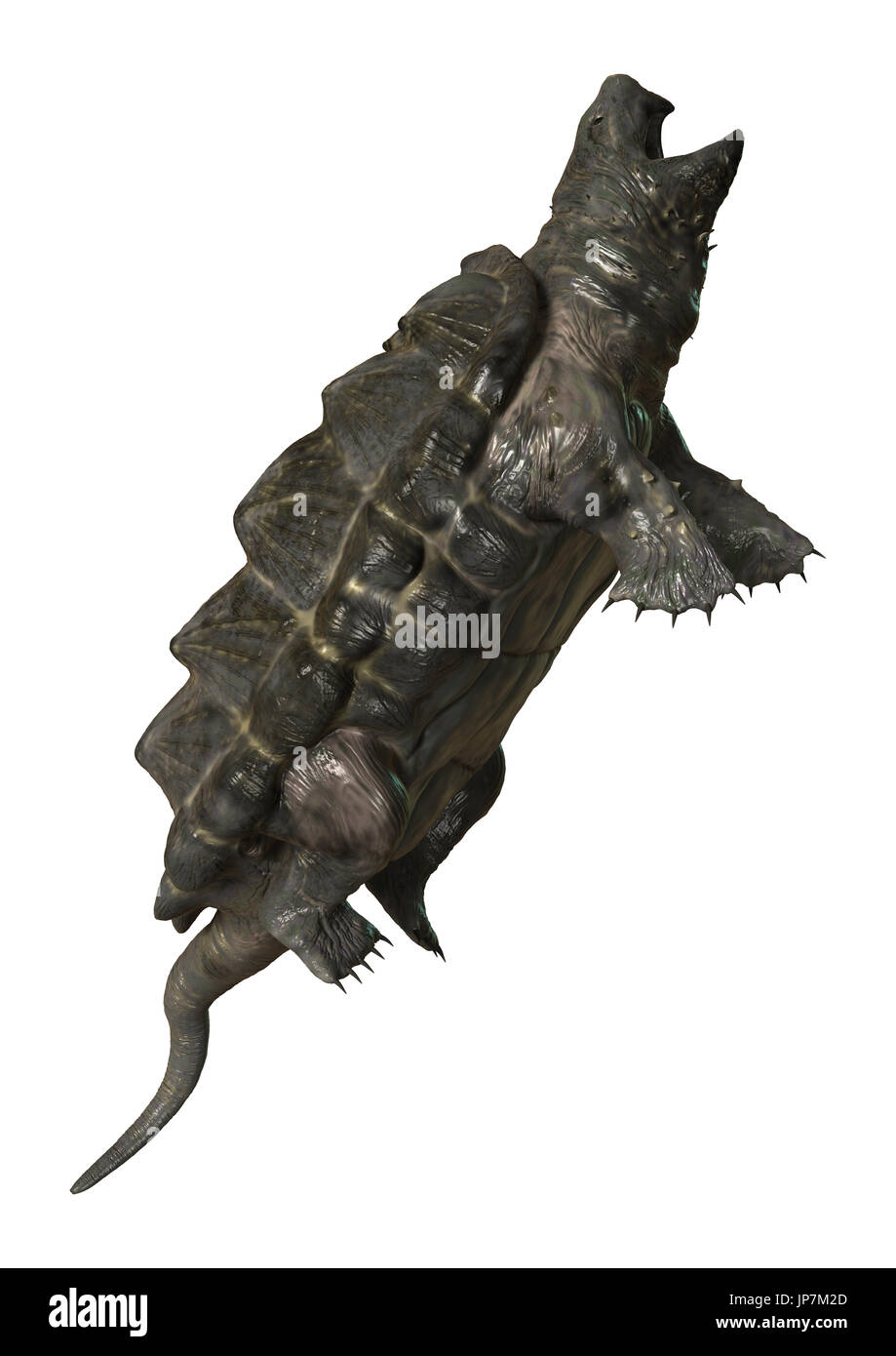 Snapping turtle white background Cut Out Stock Images & Pictures - Alamy