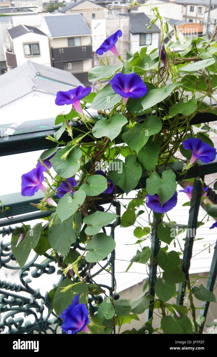 Photo shows morning glory flowers in Osaka, western Japan, on July 9 ...
