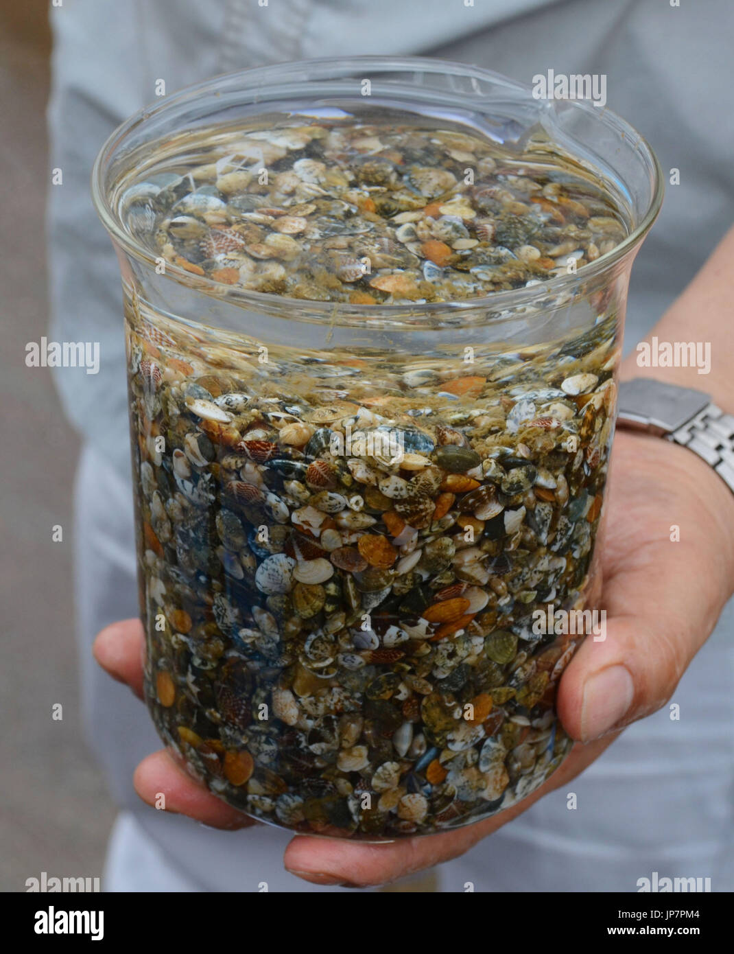 A flask filled with spats of "asari" clams to be used in an experiment ...