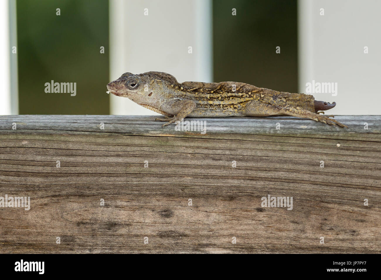 Florida gecko hi-res stock photography and images - Alamy