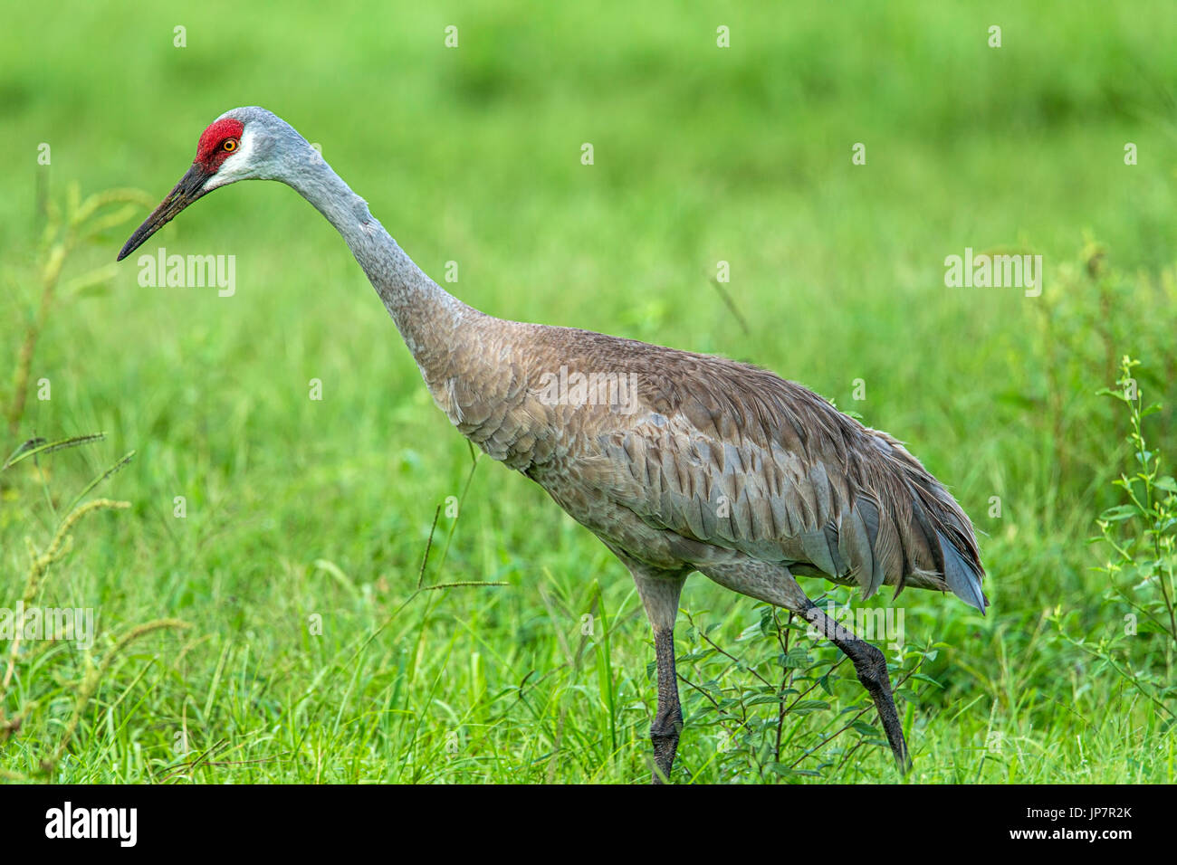 A pretty sandhill crane is walking in a grassy field near Deland ...